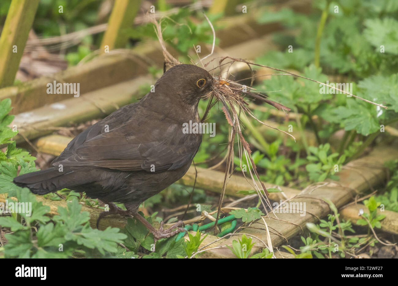 Blackbird nest building hi-res stock photography and images - Alamy
