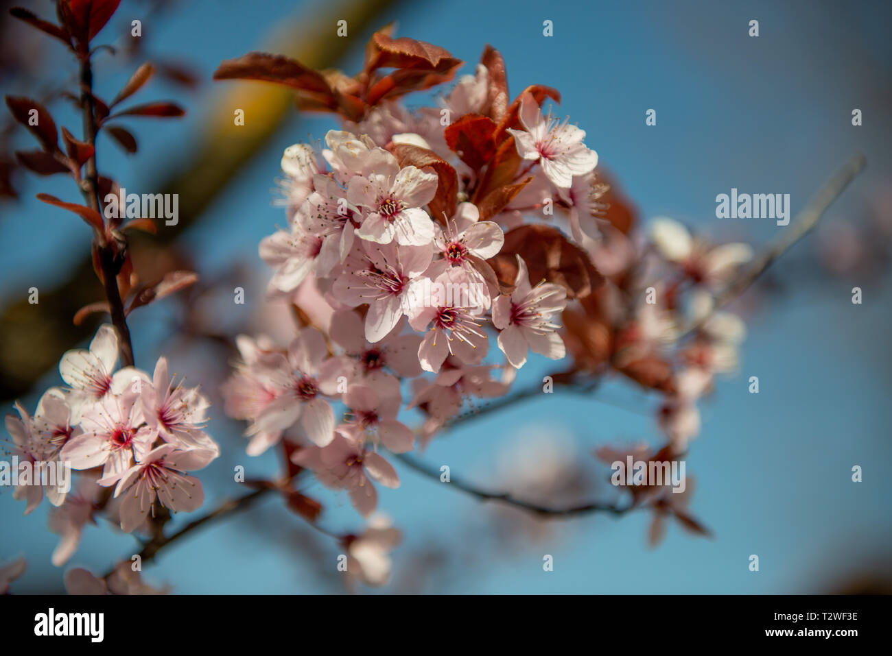 peach tree bloomed in spring Stock Photo - Alamy