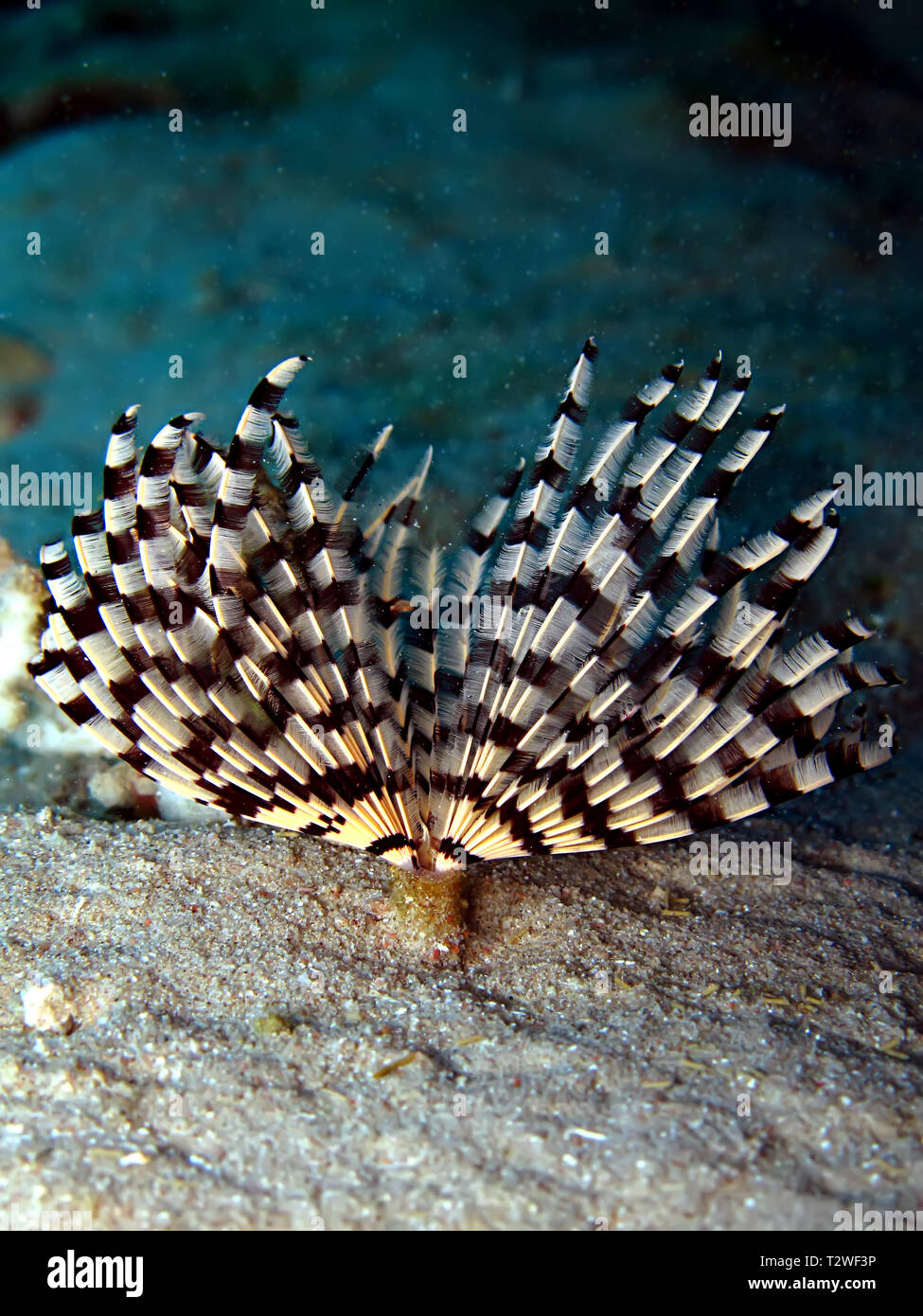 Tube worm tentacles hi-res stock photography and images - Alamy