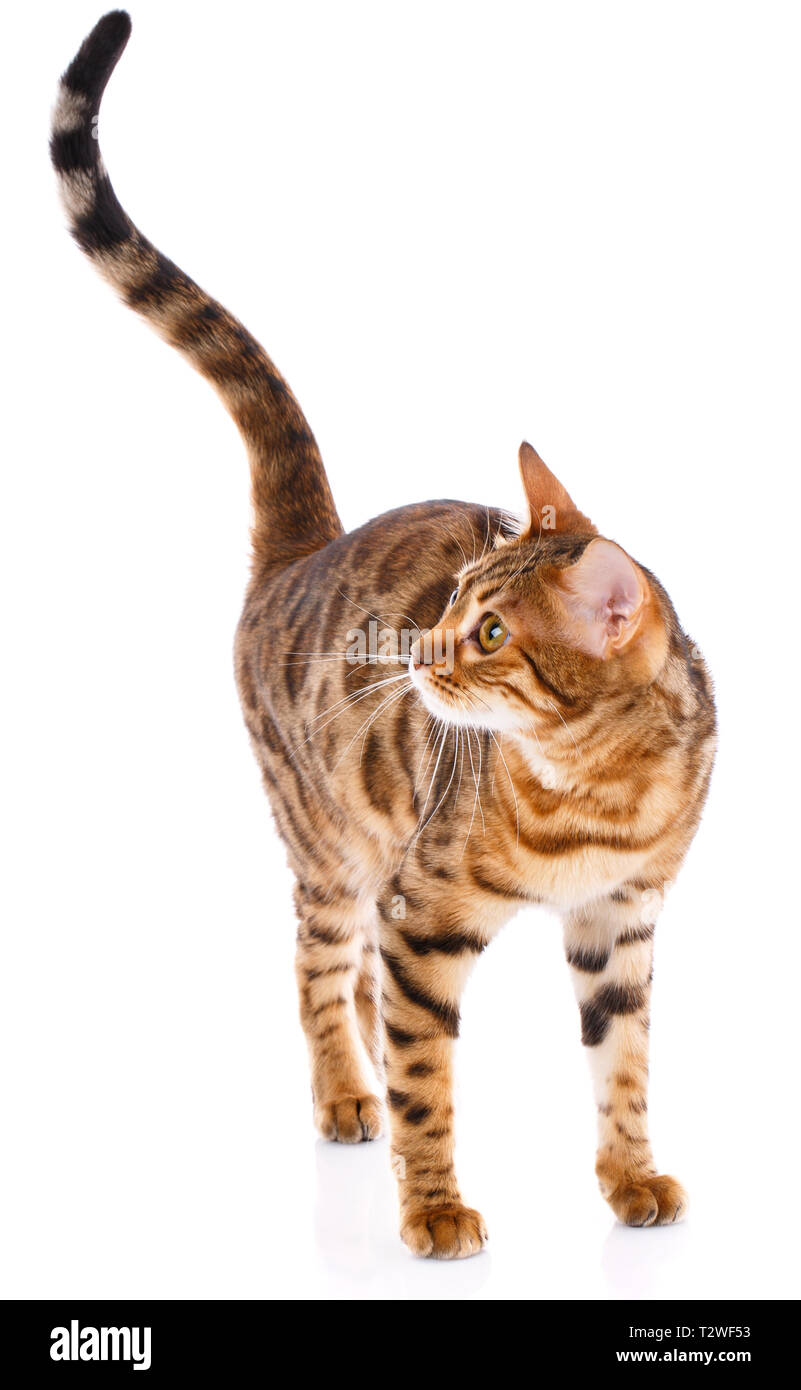 Leopard looking into camera Cut Out Stock Images & Pictures - Alamy