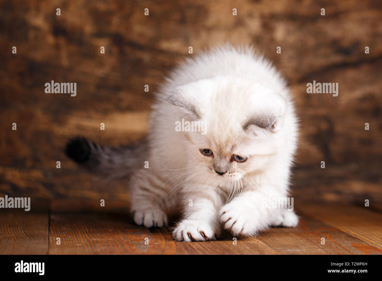 Scottish straight cat cream color. Background with kitten ready for ...