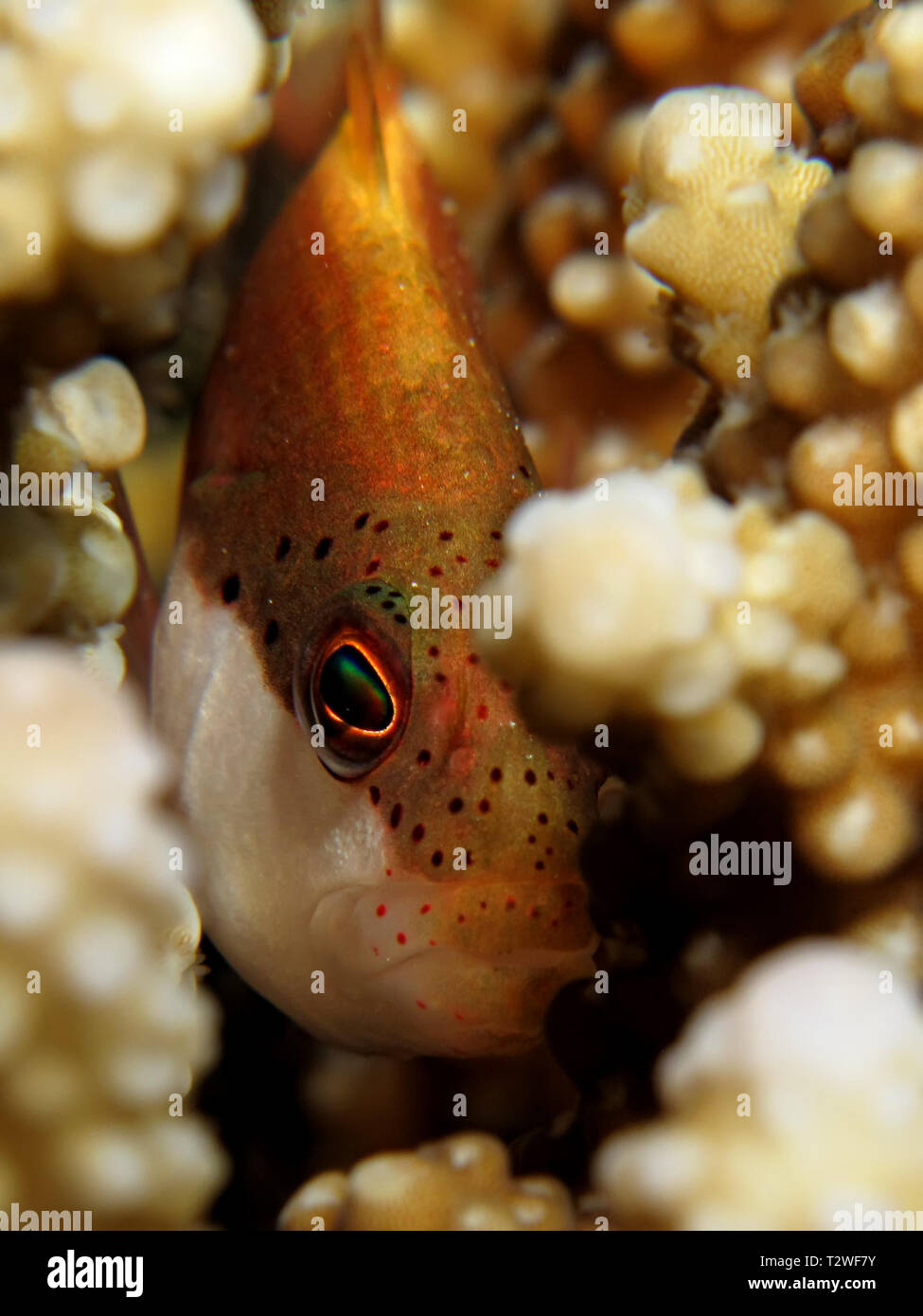 Freckled Hawkfish (Paracirrhites forsteri). Taken in Red Sea,Egypt ...