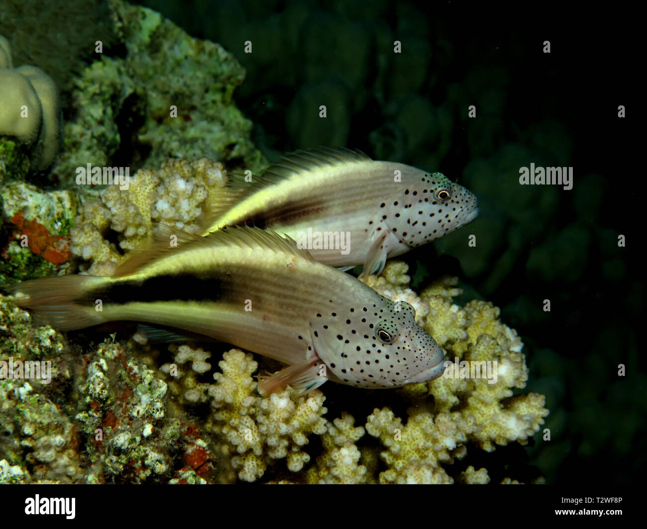 Freckled Hawkfish (Paracirrhites forsteri). Taken in Red Sea,Egypt ...