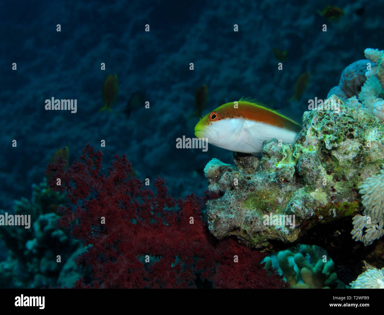 Freckled Hawkfish (Paracirrhites forsteri). Taken in Red Sea,Egypt ...