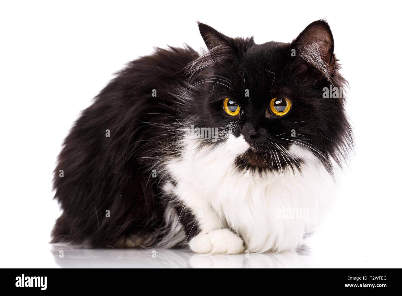 Fluffy cat looks to the left. The cat is isolated on a white background ...