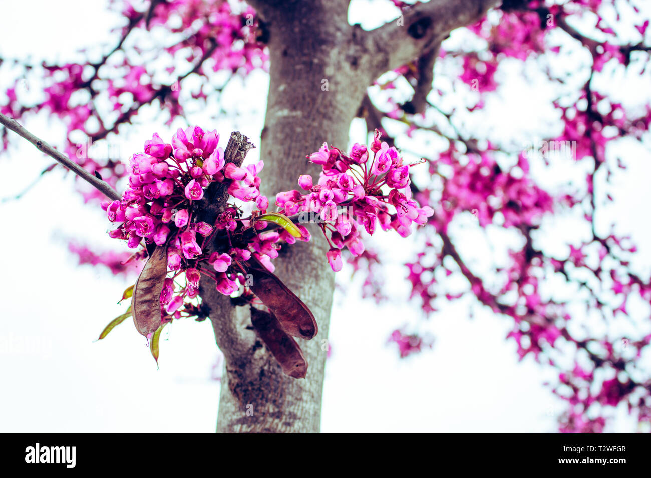 Cercis siliquastrum. Blooming spring tree with pink flowers Stock Photo ...