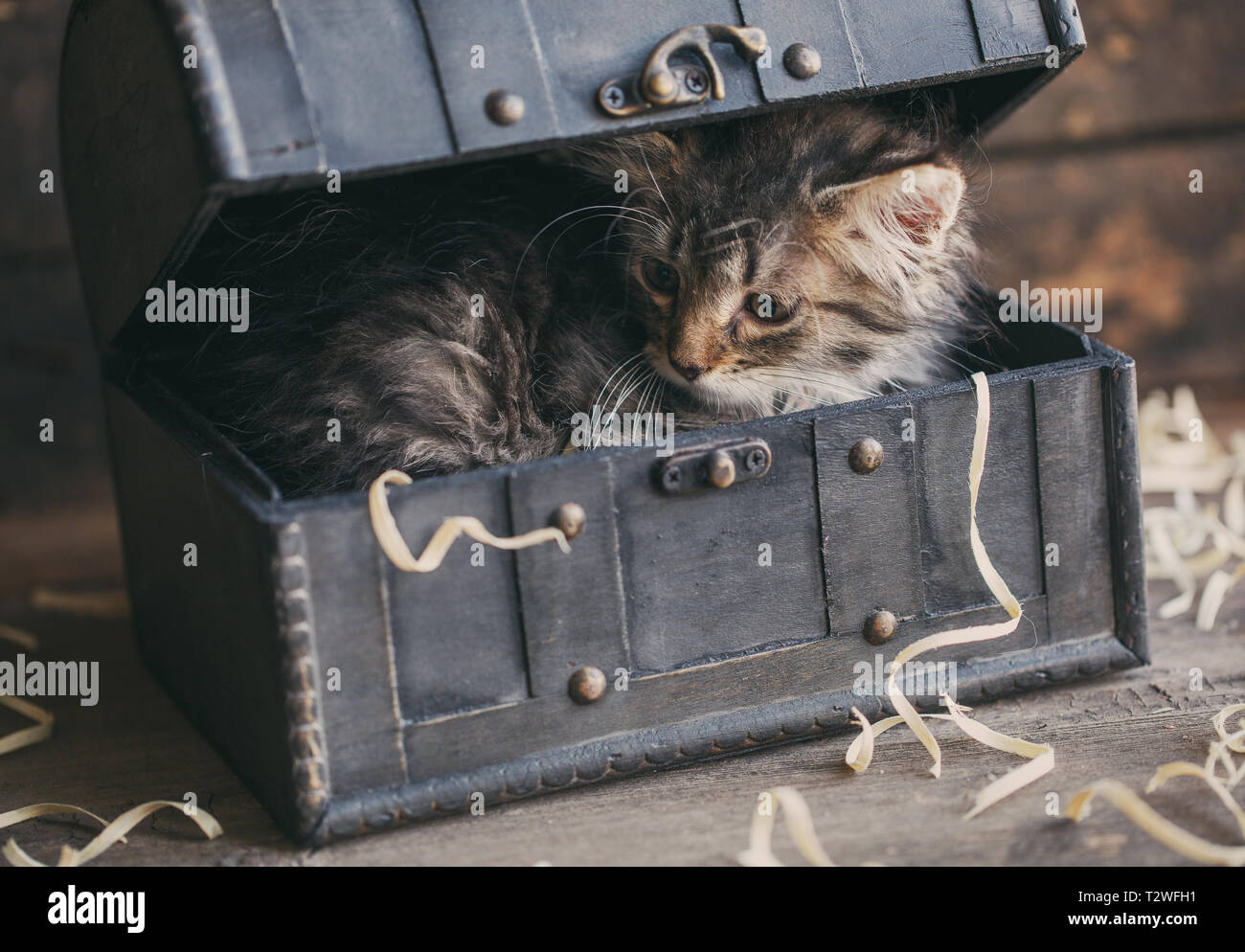 Fluffy chest hi-res stock photography and images - Alamy
