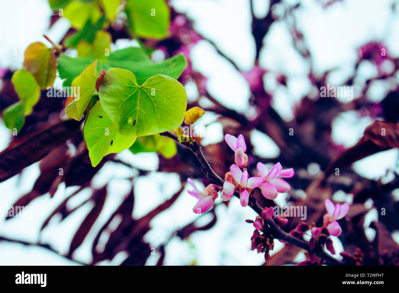 Cercis siliquastrum. Blooming spring tree with pink flowers Stock Photo ...