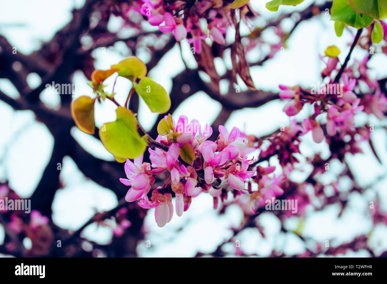 Cercis siliquastrum. Blooming spring tree with pink flowers Stock Photo ...