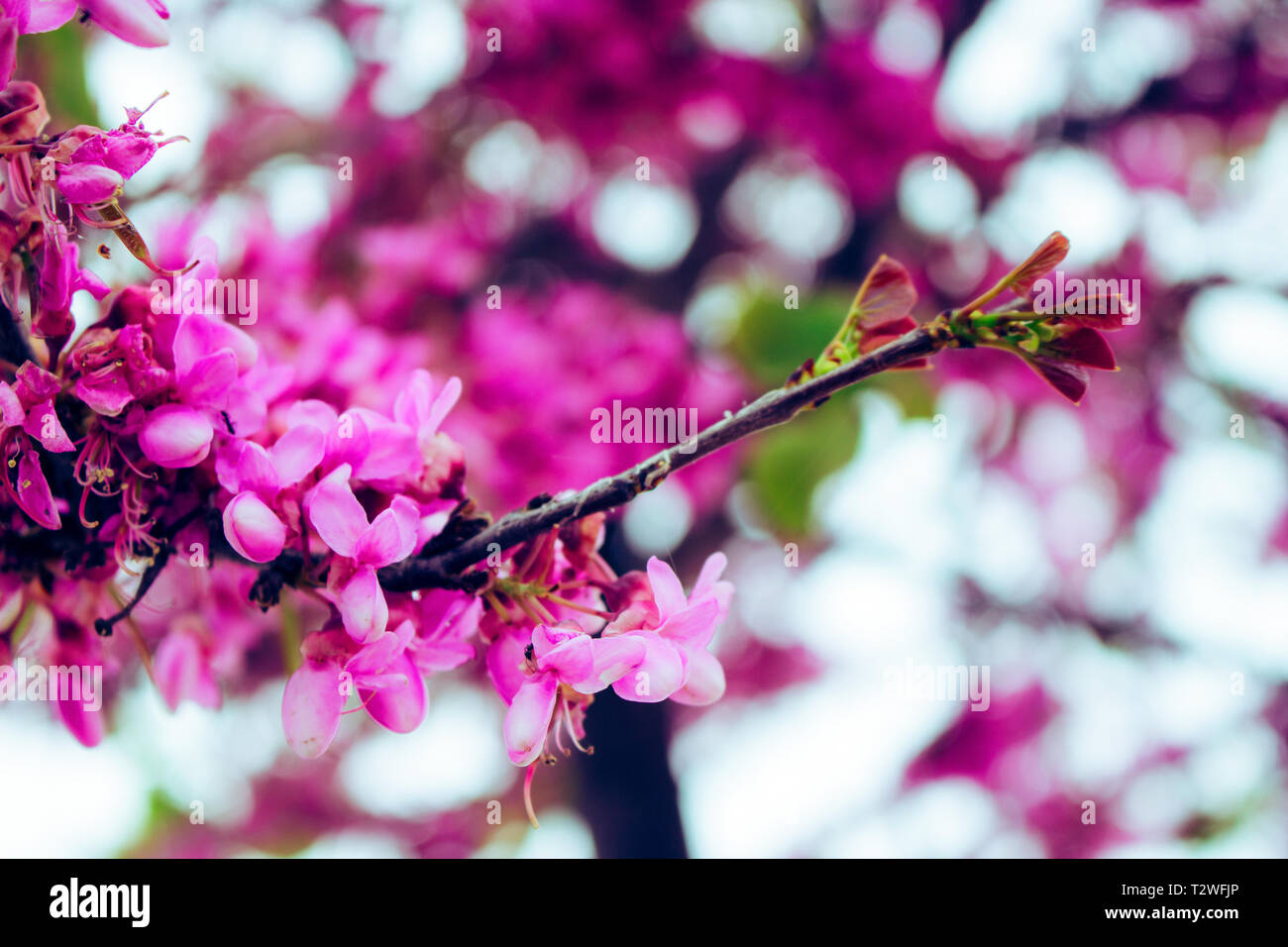 Cercis siliquastrum. Blooming spring tree with pink flowers Stock Photo ...
