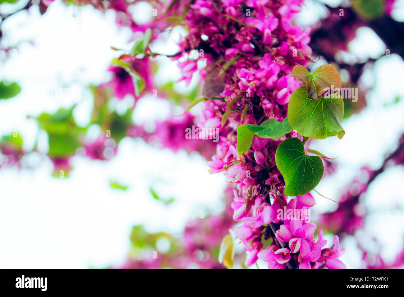 Cercis siliquastrum. Blooming spring tree with pink flowers Stock Photo ...