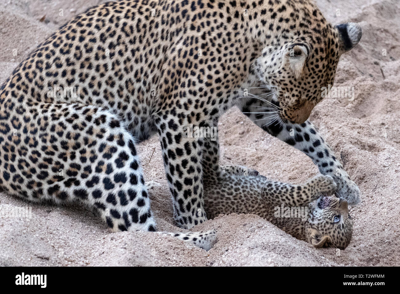 Mother leopard playing harmlessly with her young cub in the sand at ...