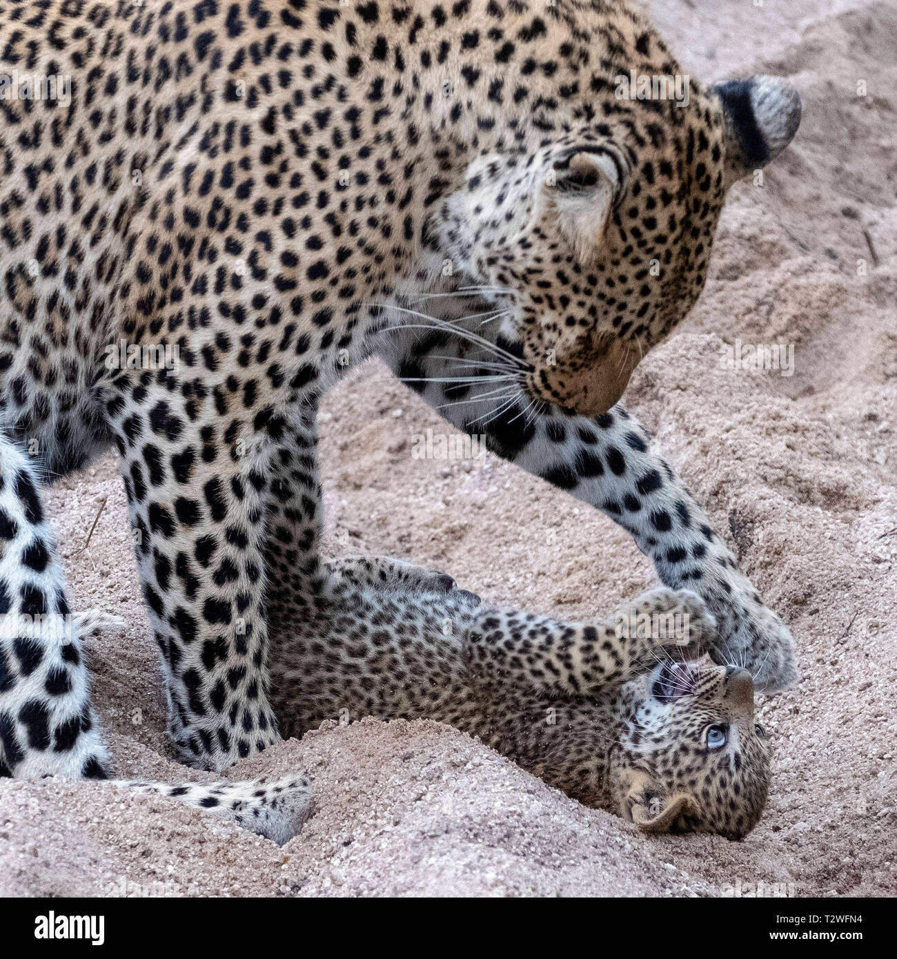 Mother leopard playing harmlessly with her young cub in the sand at ...