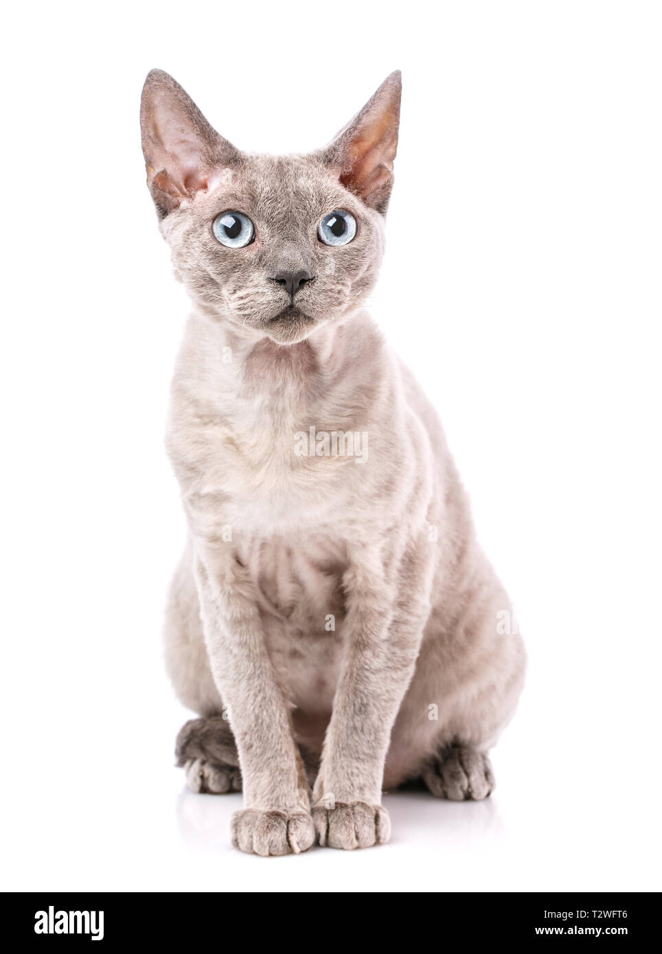 Side view of a Devon rex sitting and staring isolated on white Stock ...