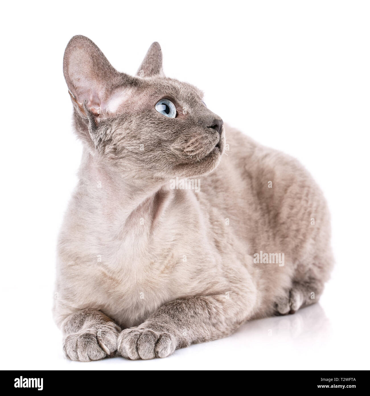 Pure-bred devon rex cat portrait on white background Stock Photo - Alamy