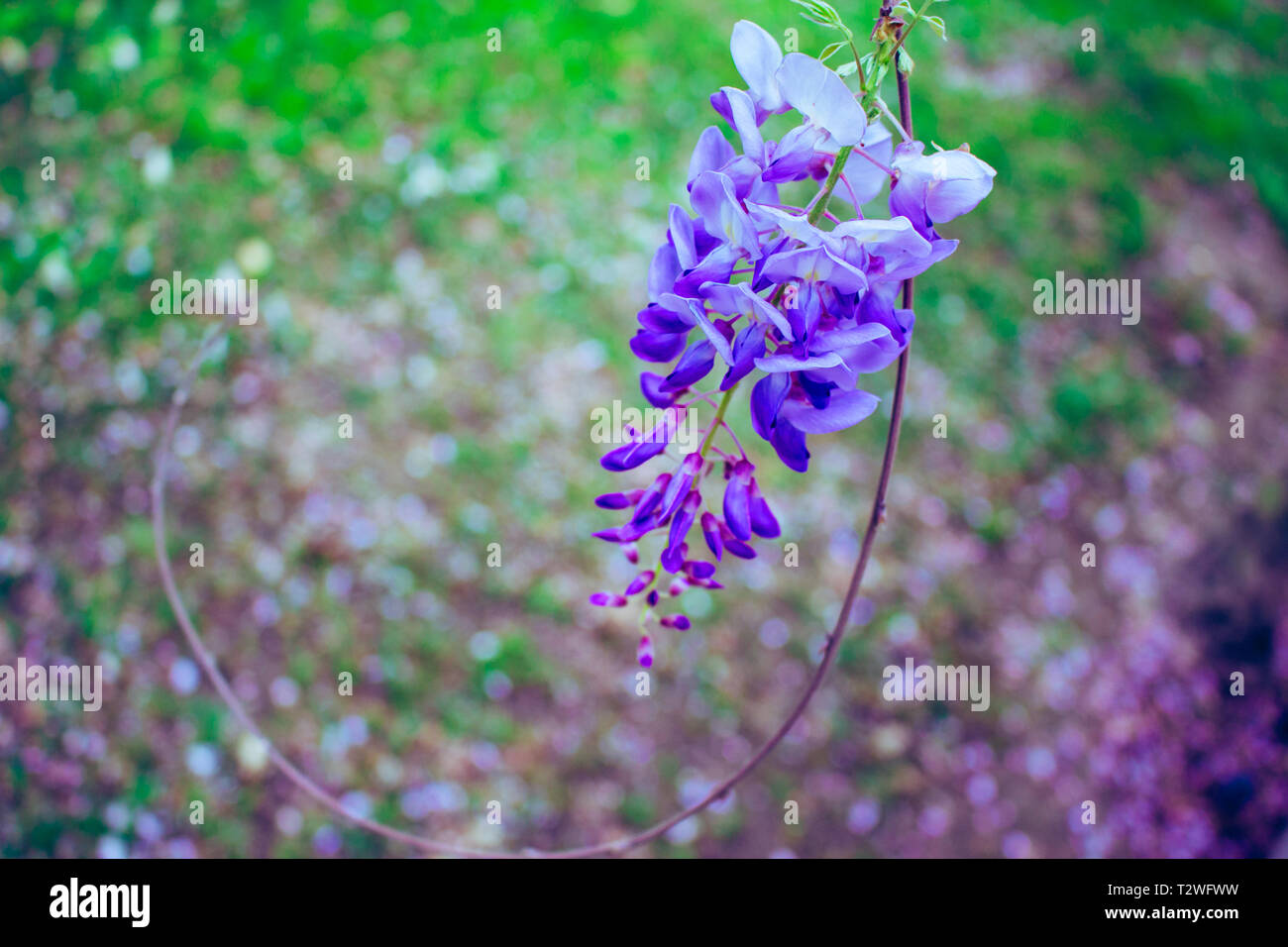 Purple acacia tree outdoors hi-res stock photography and images - Alamy