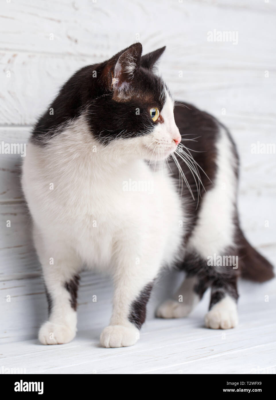 Cat on a light background hi-res stock photography and images - Alamy