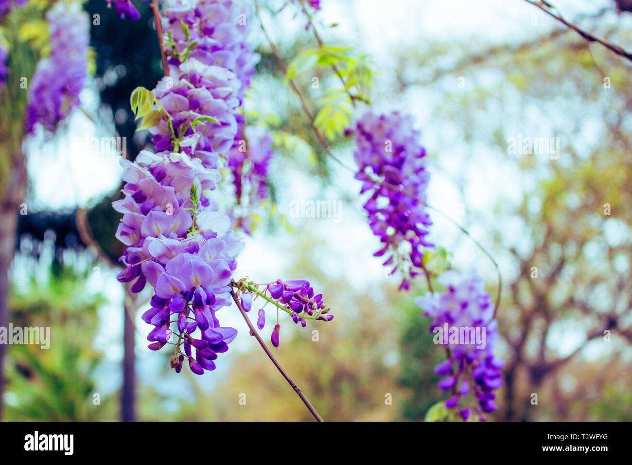 Purple Acacia Flower