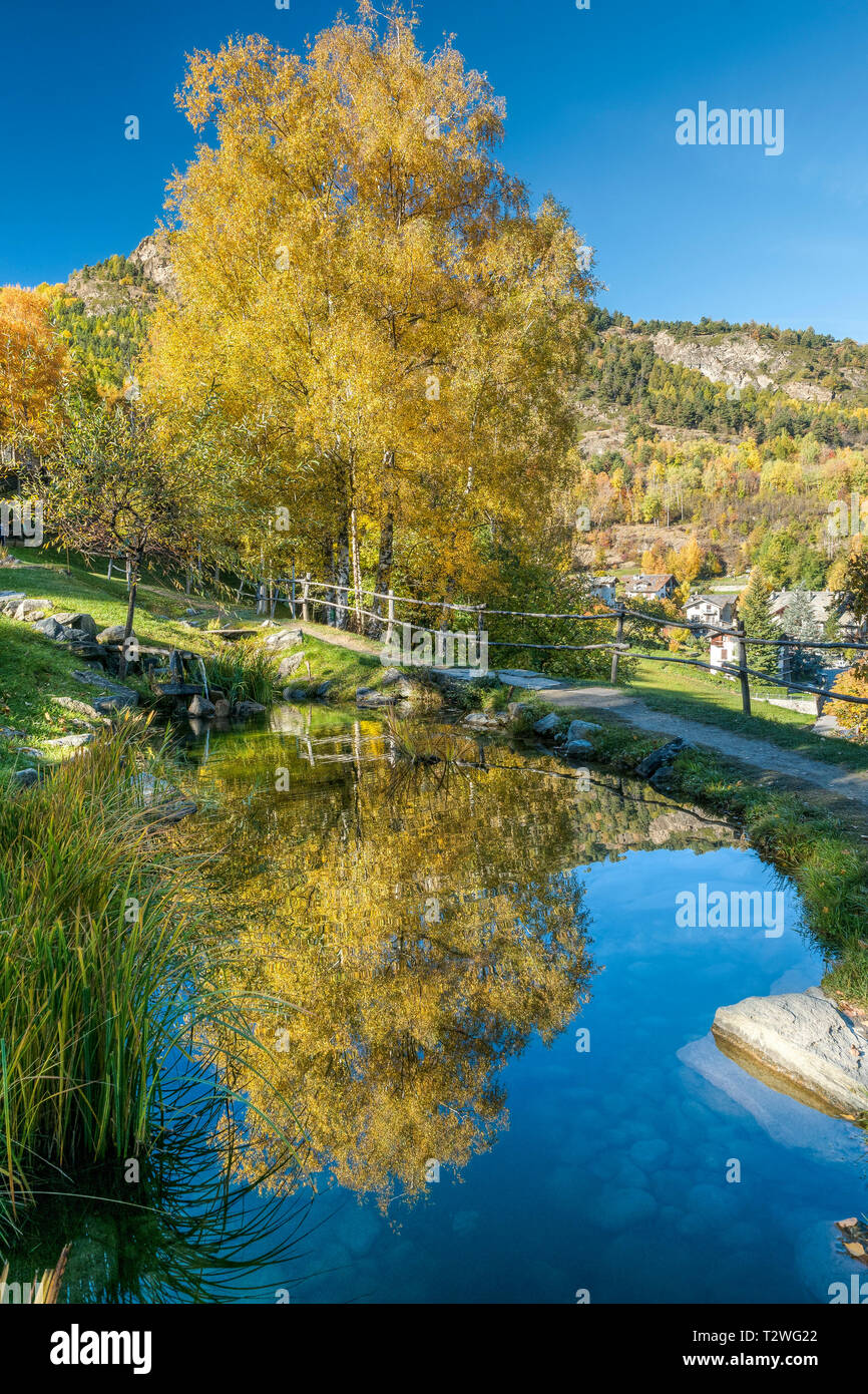Silver birch tree pond hi-res stock photography and images - Alamy