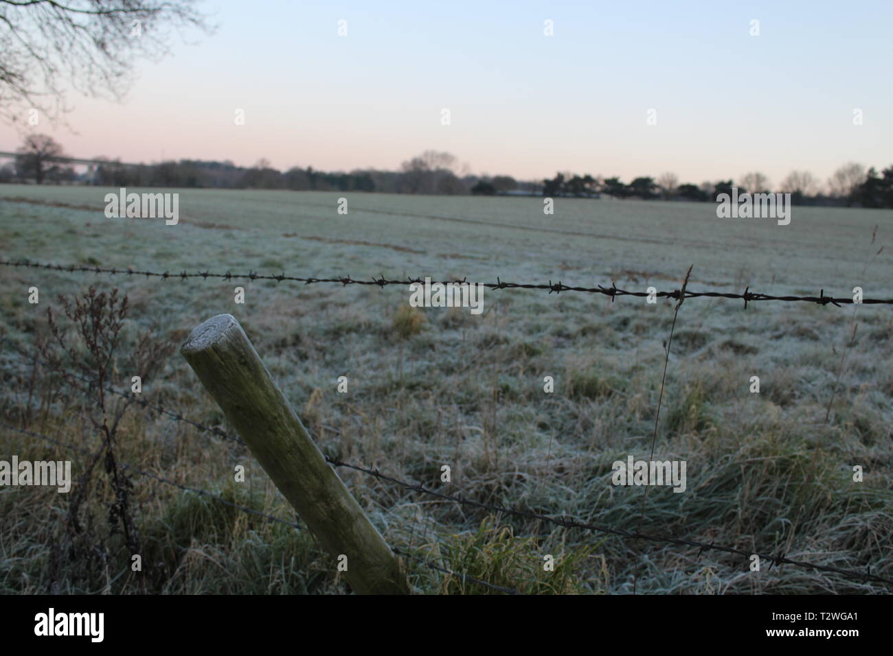 Barbed wire bush hi-res stock photography and images - Alamy