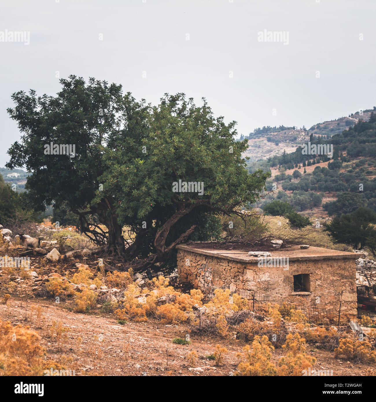 Big olive tree hi-res stock photography and images - Alamy