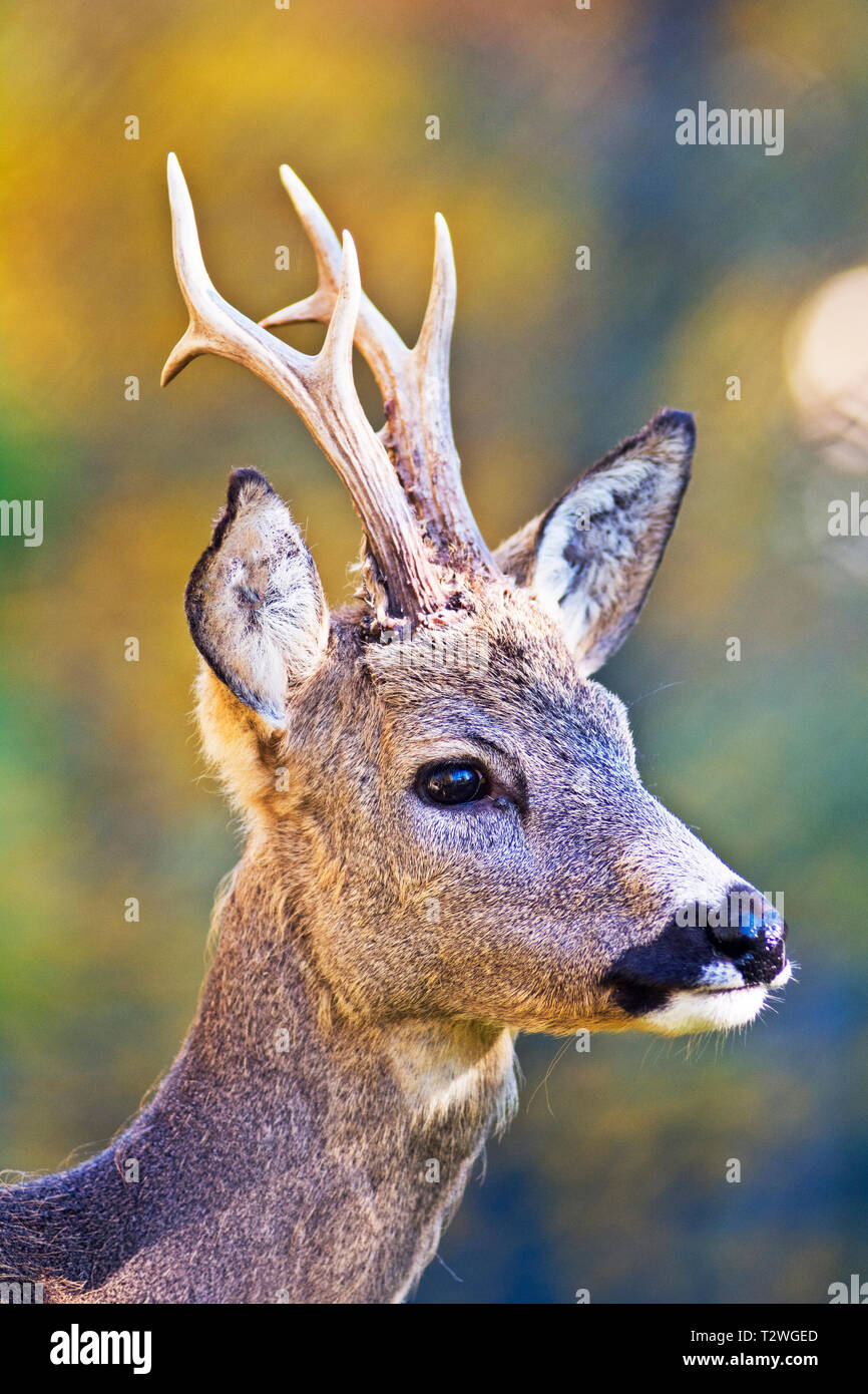 European roe deer (Capreolus capreolus Stock Photo - Alamy