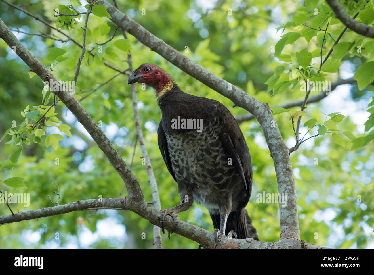 A young native Australian Brush Turkey (Alectura lathami) in a tree in ...