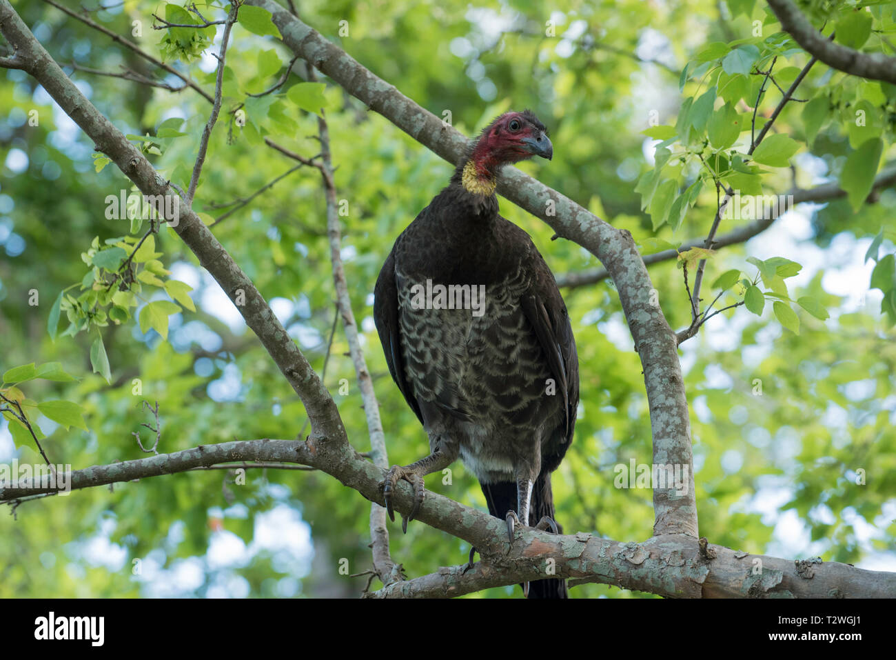 A young native Australian Brush Turkey (Alectura lathami) in a tree in ...