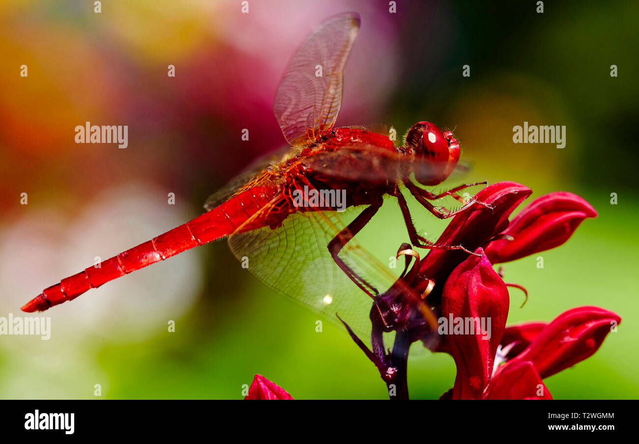 Dragonfly Colours High Resolution Stock Photography and Images - Alamy