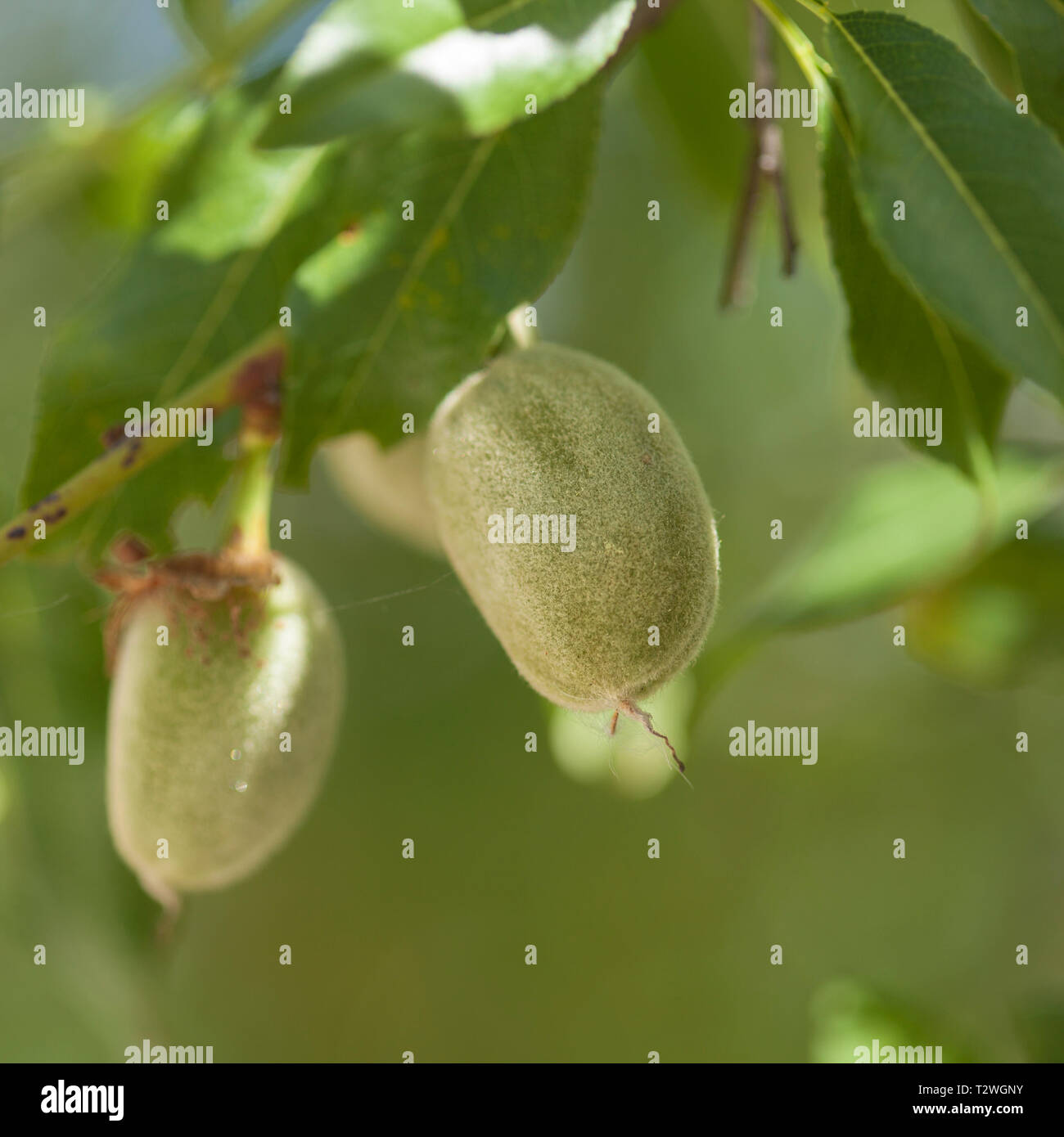 Newly formed flower hi-res stock photography and images - Alamy