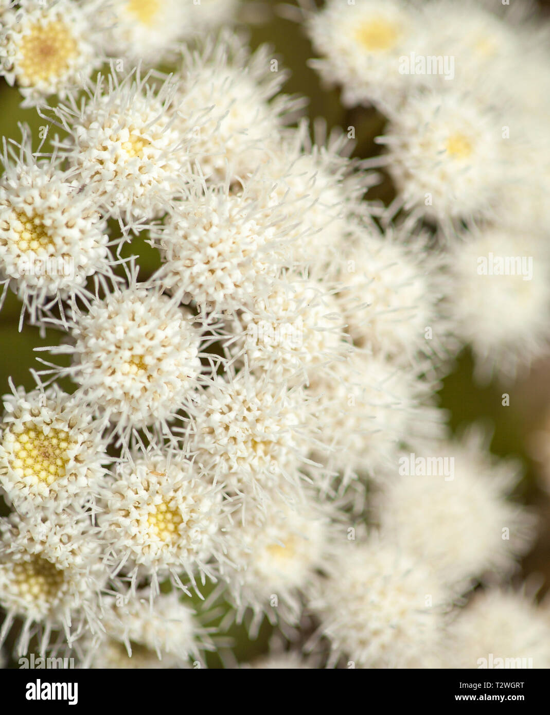 Flora of Gran Canaria - Ageratina adenophora, crofton weed, introduced ...