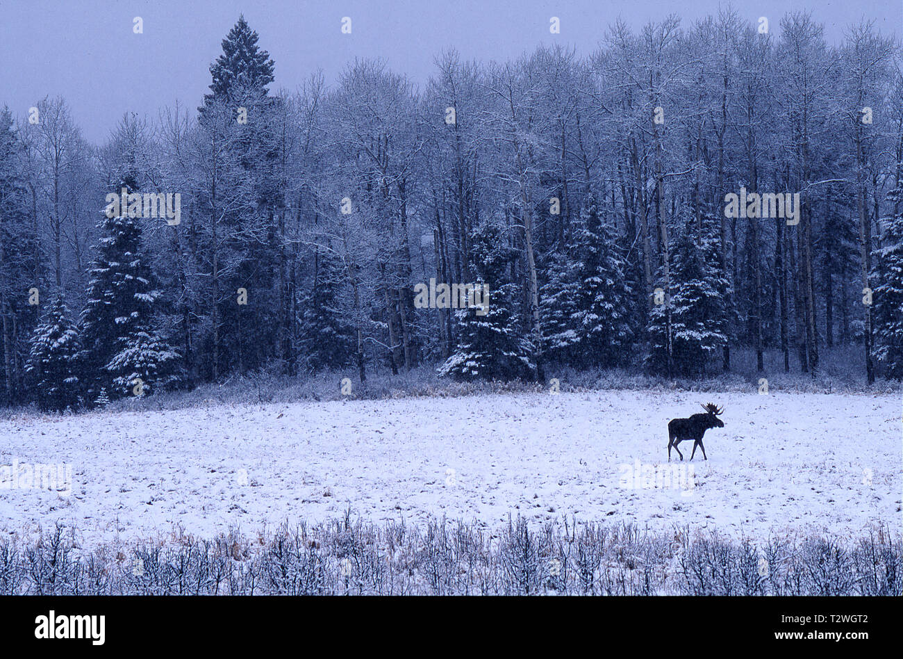 Boreal mountain hi-res stock photography and images - Alamy