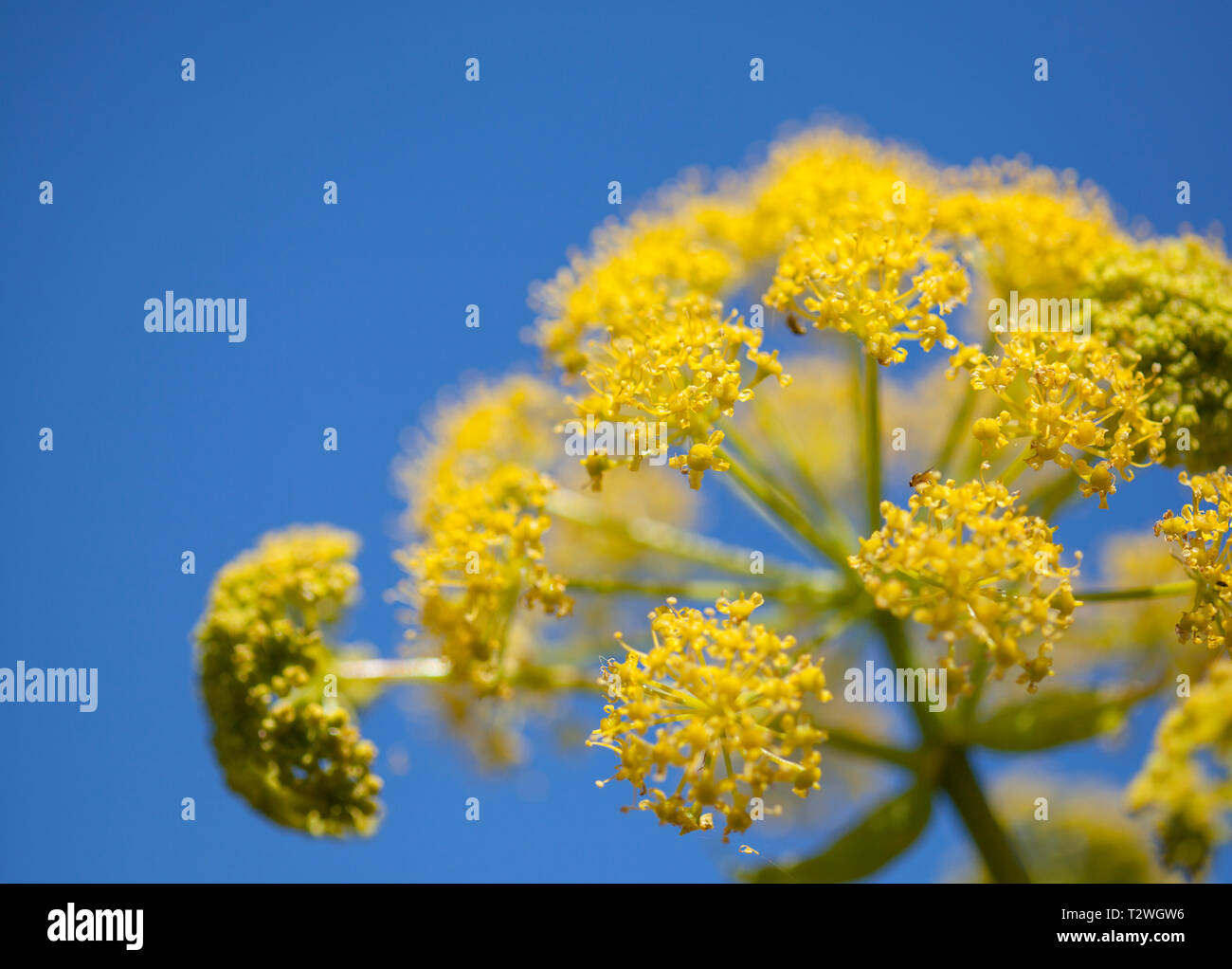 Flora of Gran Canaria - Ferula linkii, Giant Canary Fennel flowers ...