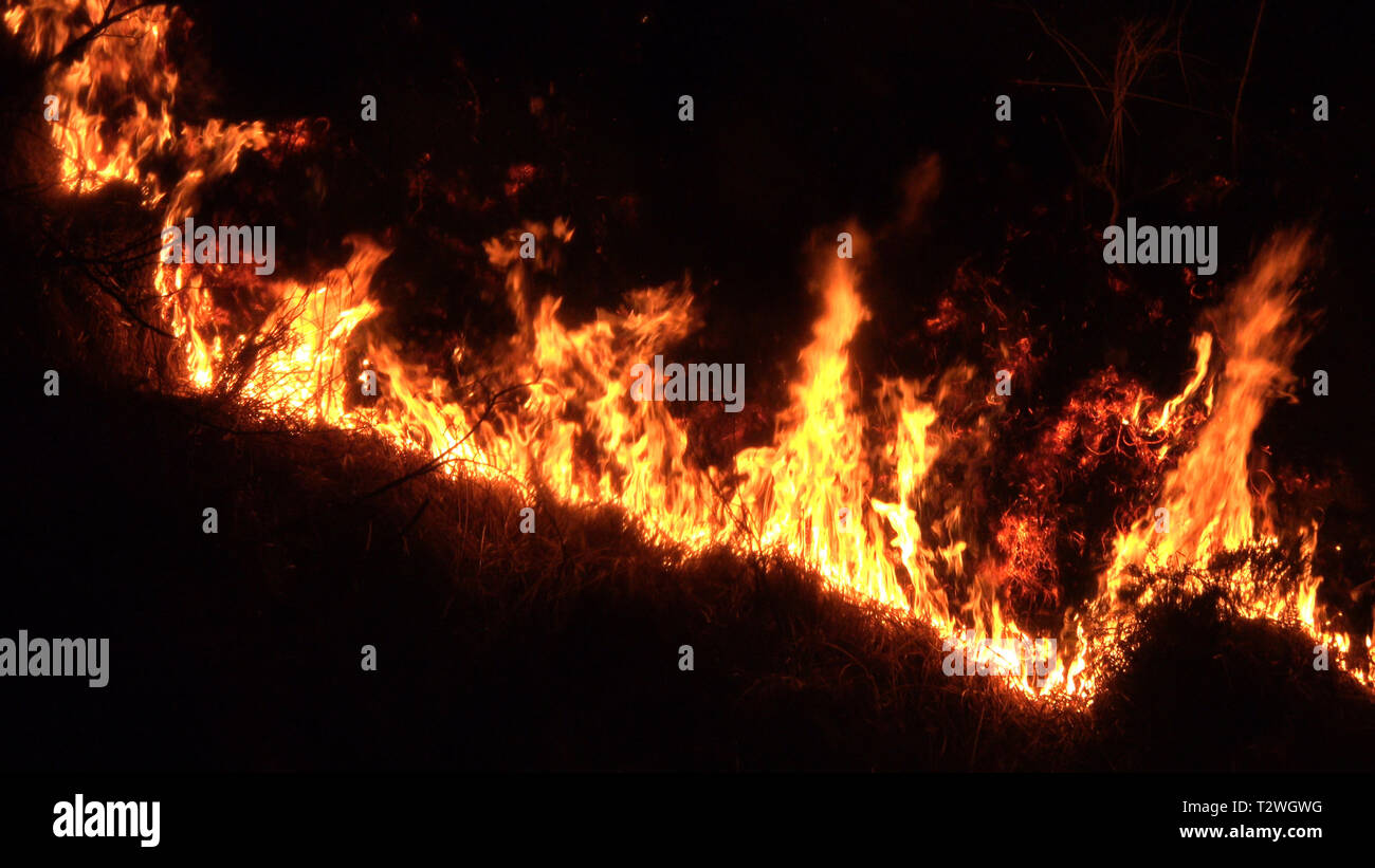 Forest fire at night, wildfire, fire, mountain, burned wood Stock Photo ...