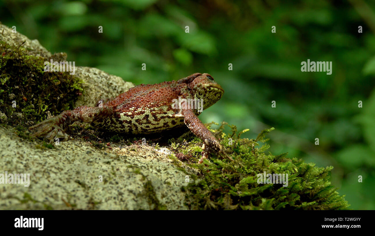 Yellow bellied toads hi-res stock photography and images - Alamy