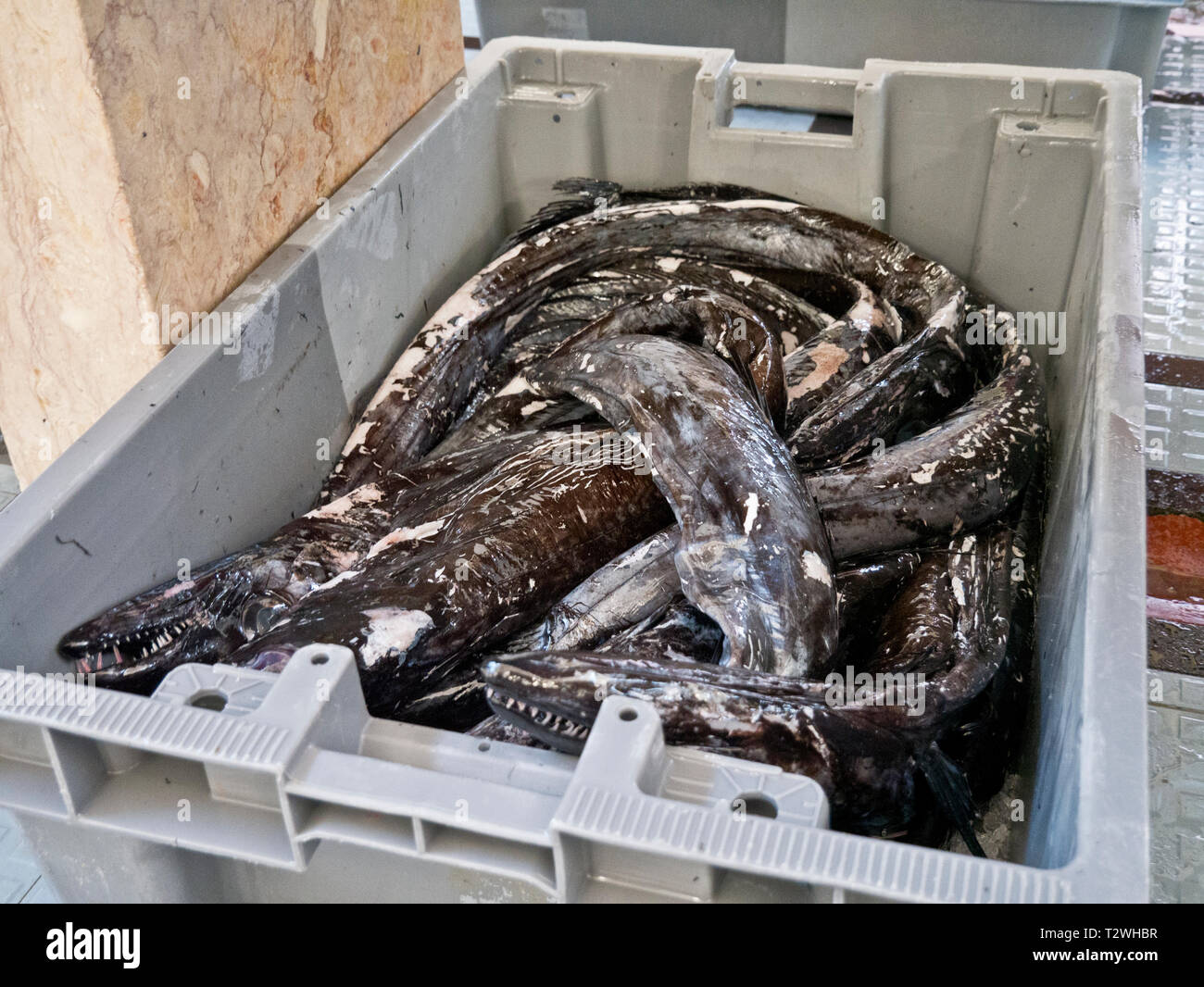 Black scabbard fish on ice in a grey crate in Funchal fish market ...