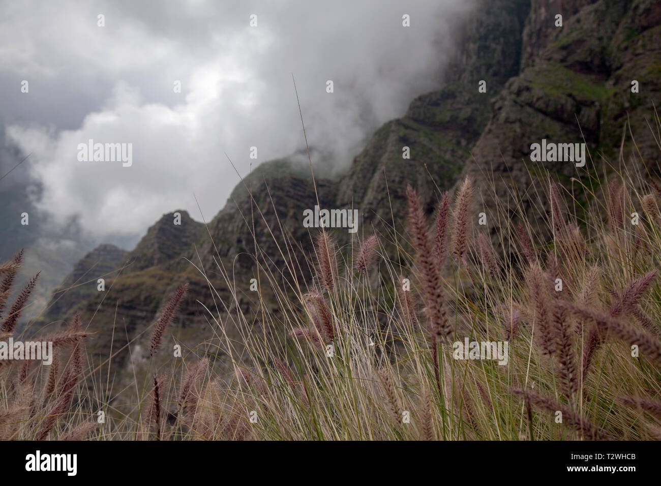 flora of Gran Canaria - Pennisetum setaceum or cats tail grass ...