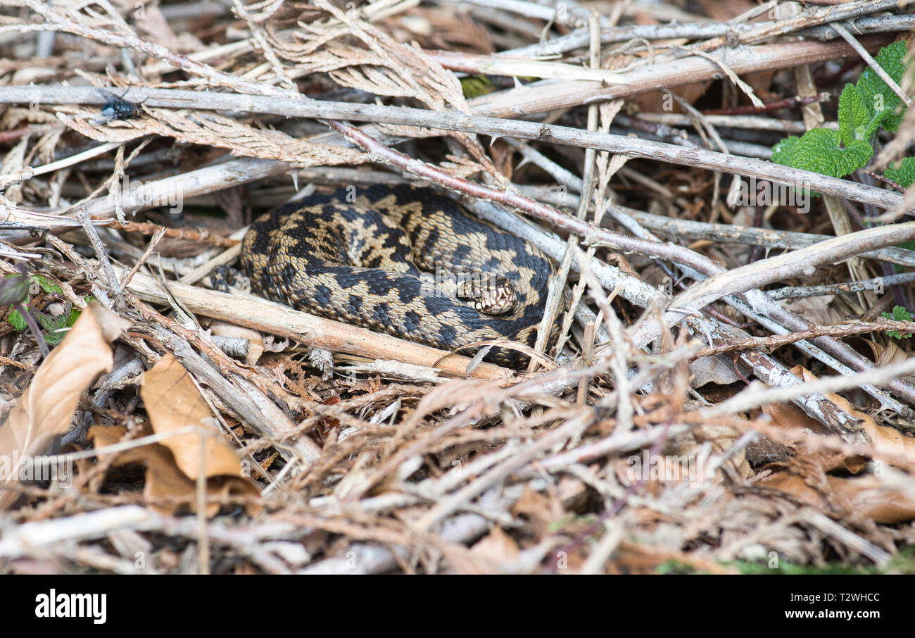 Adder (Vipera berus), adult male basking in early spring Stock Photo ...
