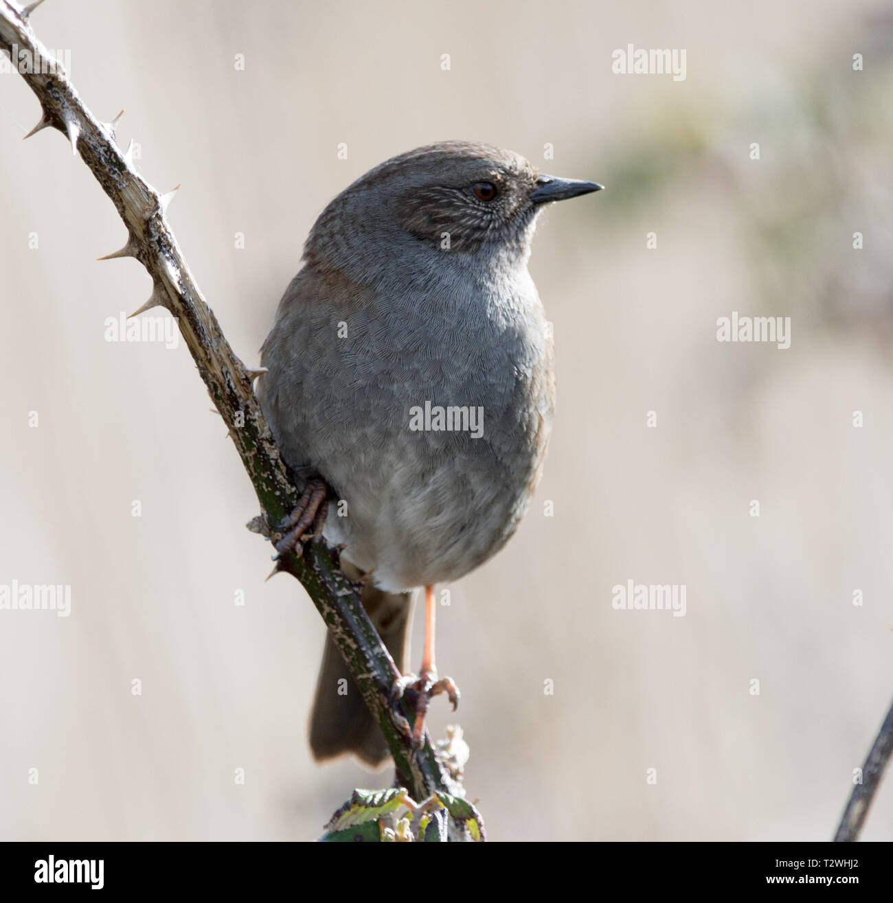 Dunnock (Prunella modularis Stock Photo - Alamy