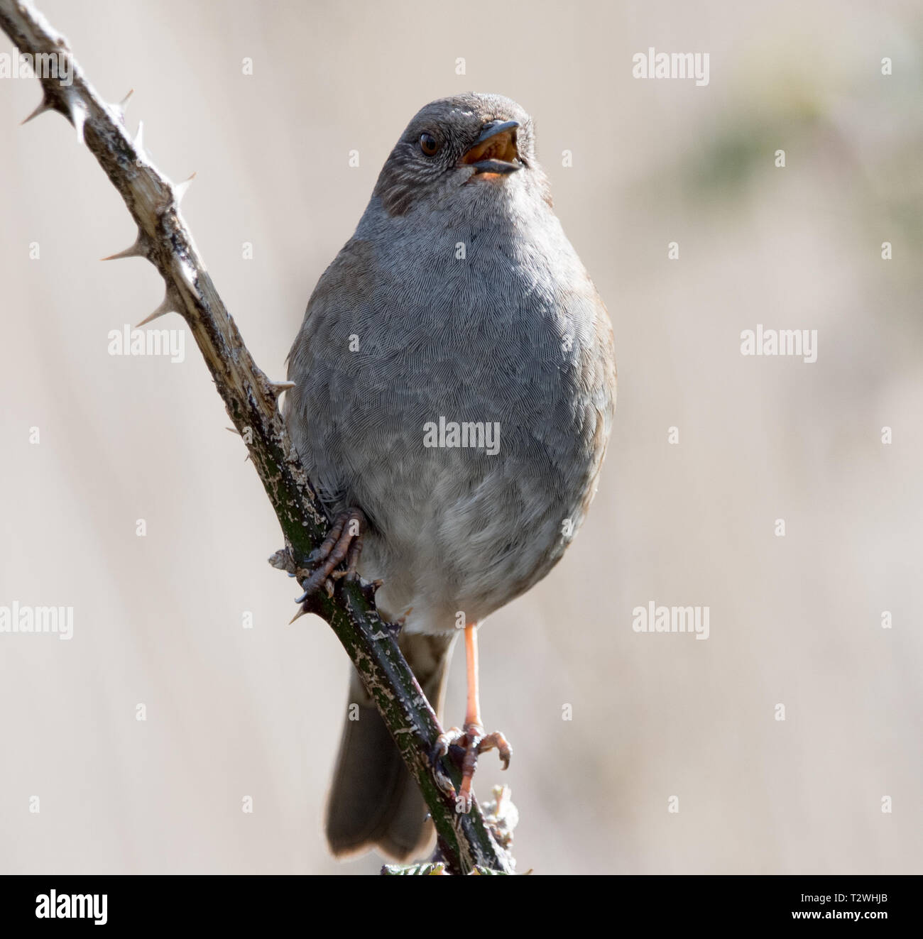 Dunnock (Prunella modularis Stock Photo - Alamy