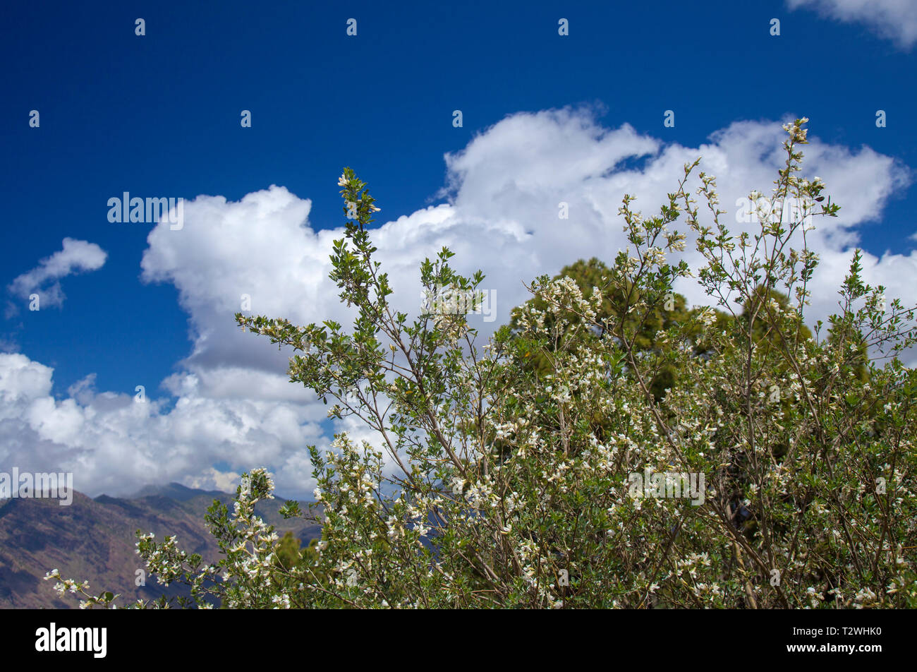 Flora of Gran Canaria - Cytisus proliferus, tree lucern Stock Photo - Alamy