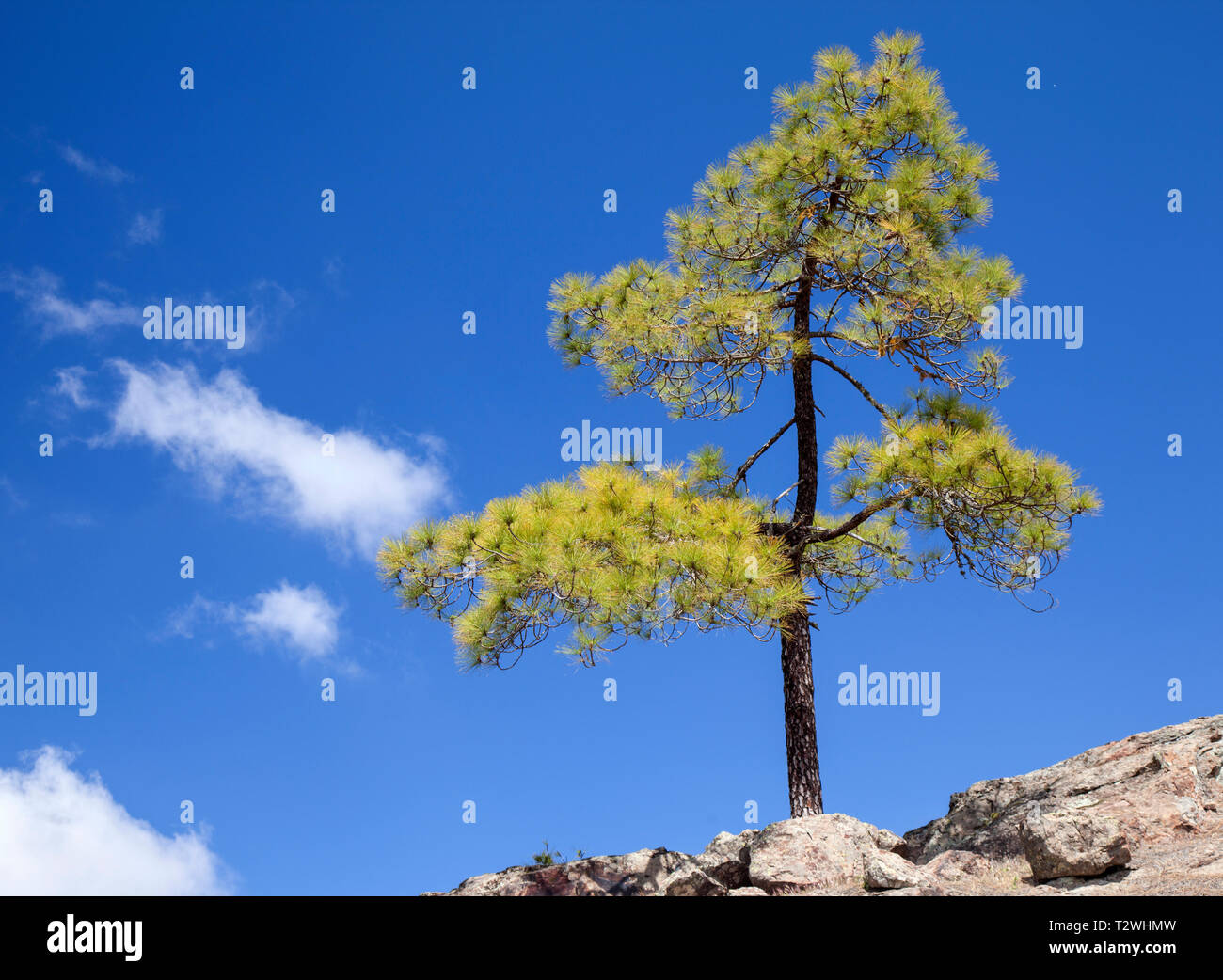 Gran Canaria, March, Landscapes of strict nature reserve Inagua ...