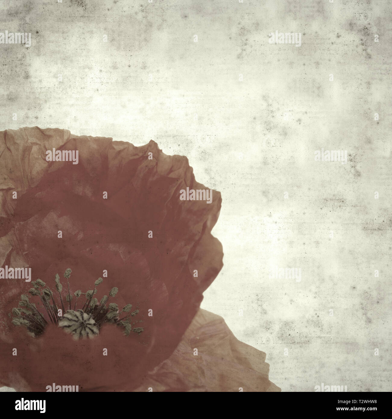 textured stylish old paper background, square, with red poppy Stock ...