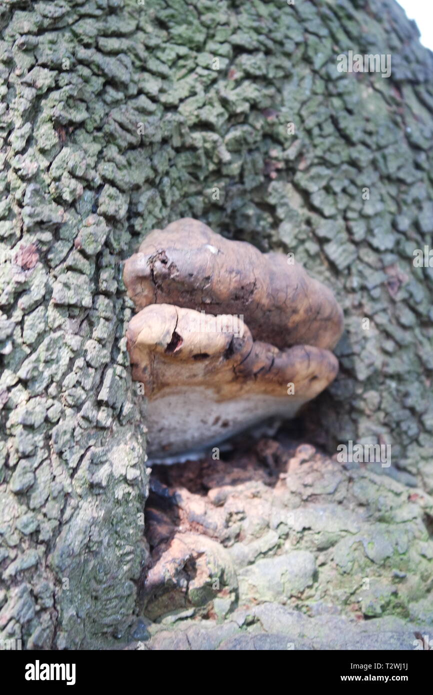 Fungi growing on tree trunk Stock Photo - Alamy