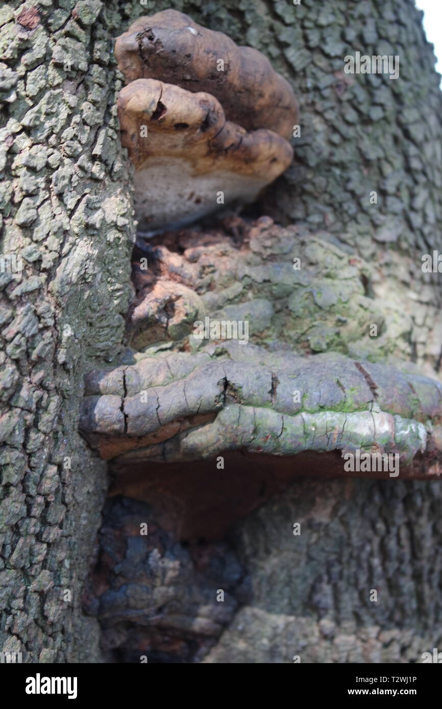 Fungi growing on tree trunk Stock Photo - Alamy