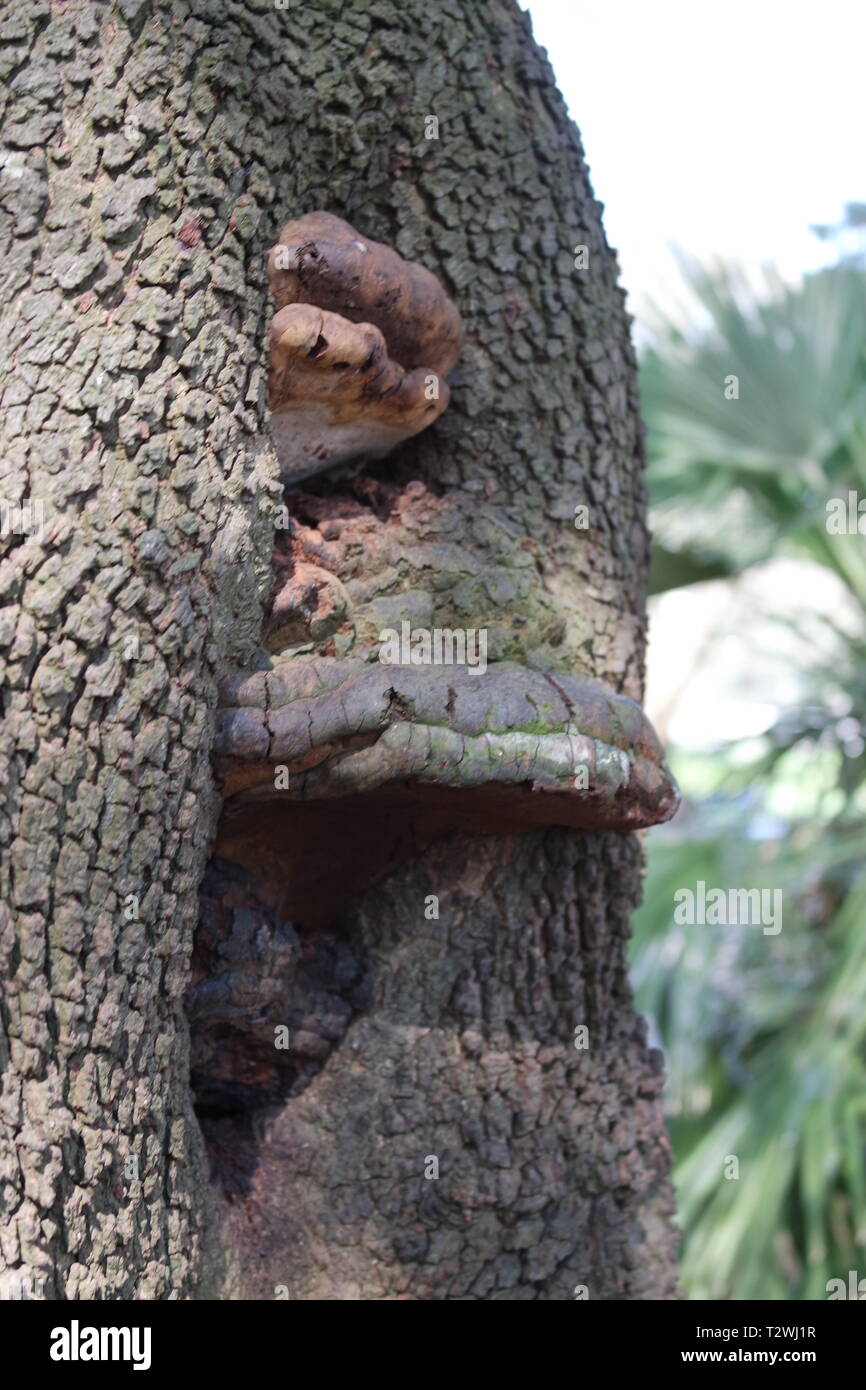 Fungi growing on tree trunk Stock Photo - Alamy