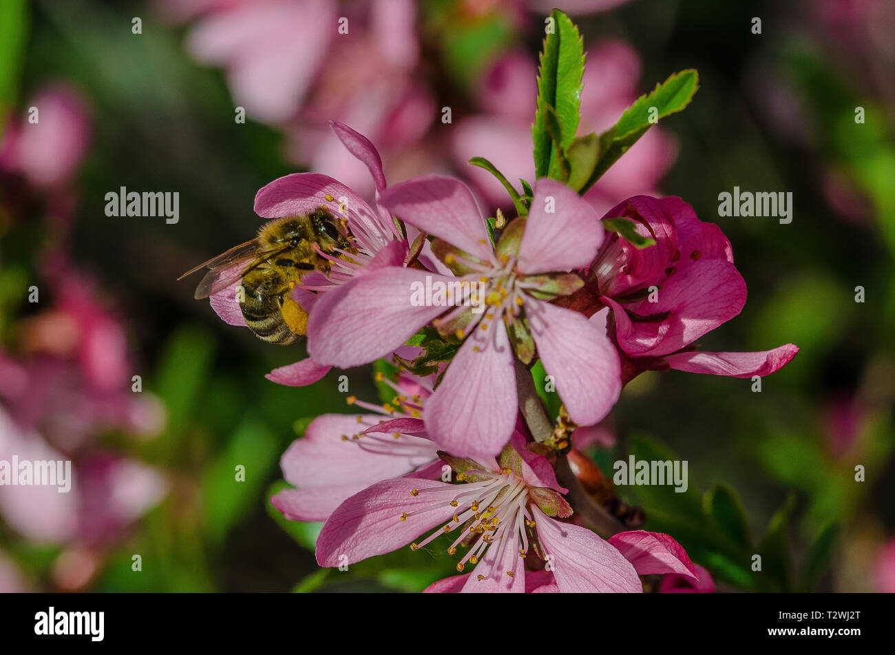 honey bee collecting pollen at a shrub with pink blossoms Stock Photo ...