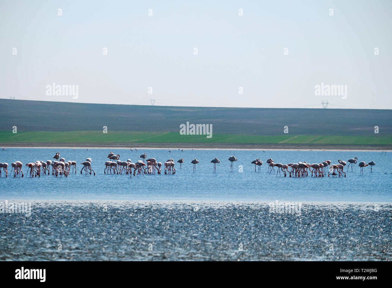 Endangered migratory birds hi-res stock photography and images - Alamy