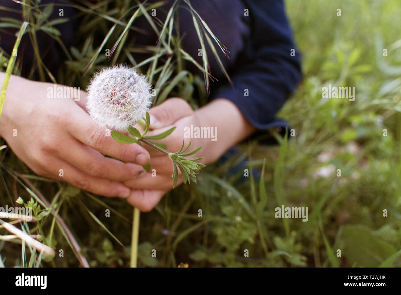 CHILD HAND PICKING A WHITE DANDELION ON GRASS BACKGROUND Stock Photo ...