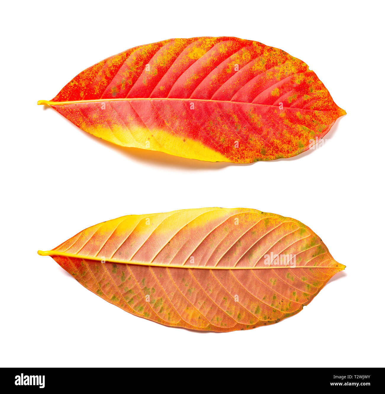 top and bottom of a red leaf on white background Stock Photo - Alamy
